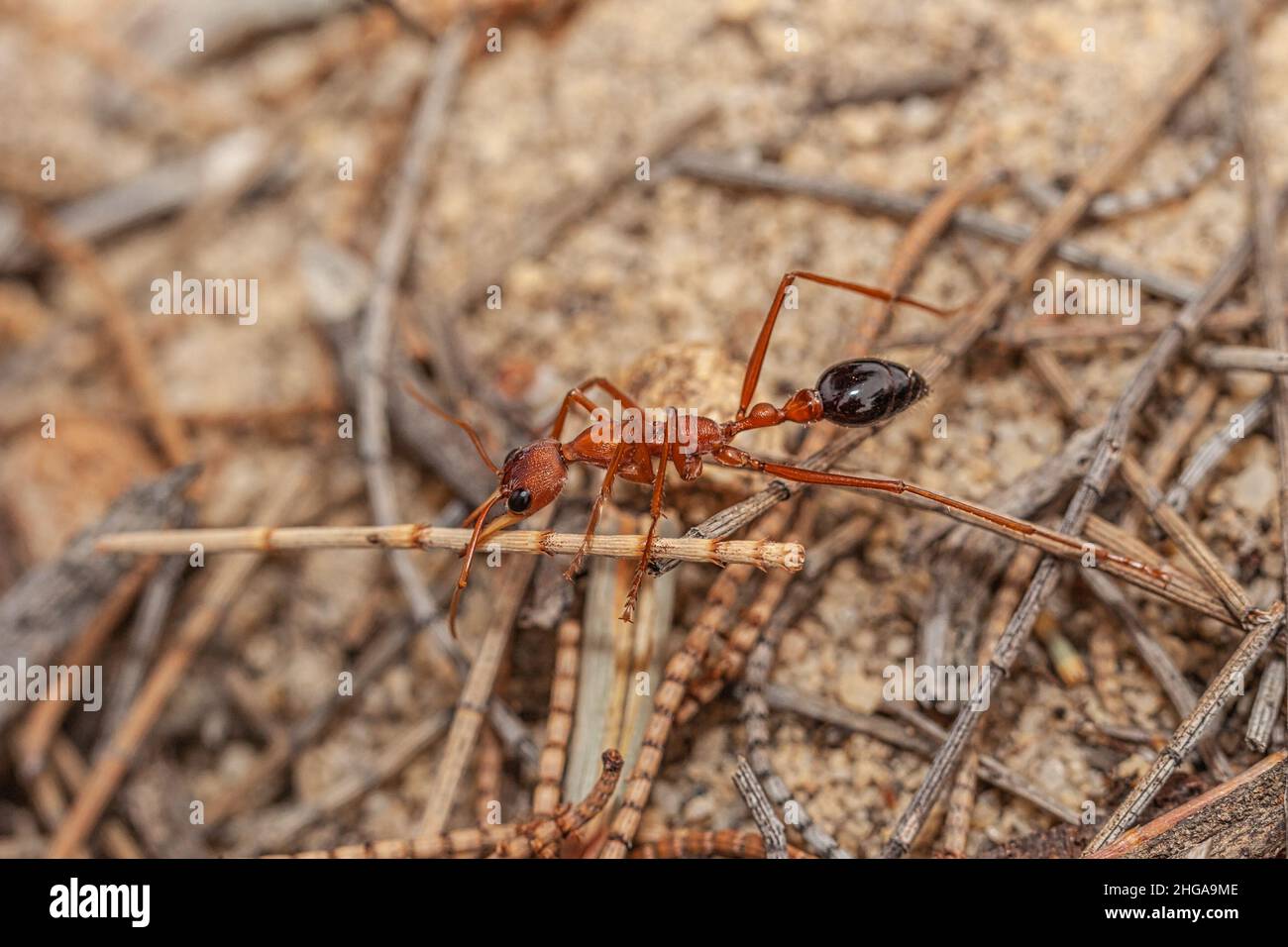 Bull ant nest hi-res stock photography and images - Alamy