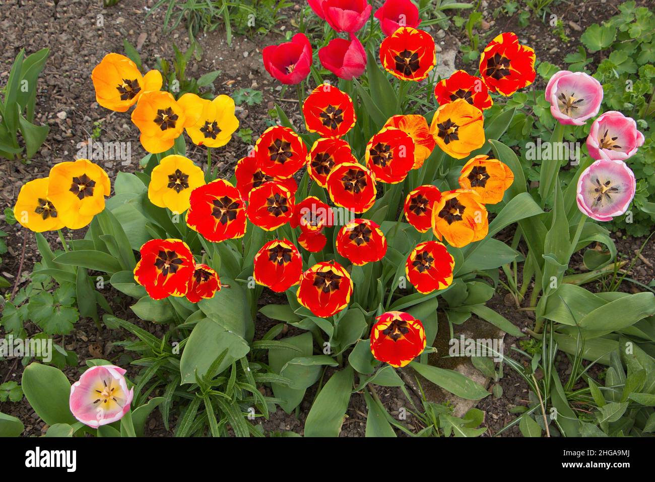 Tulips in a garden in Austria,Europe Stock Photo - Alamy