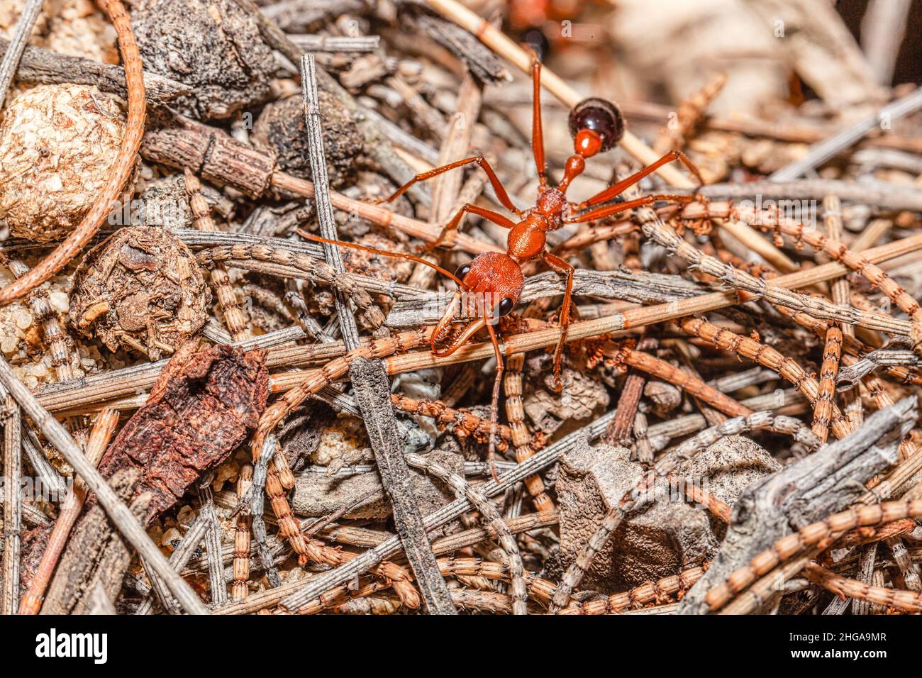 Walking With Beasts Giant Ants