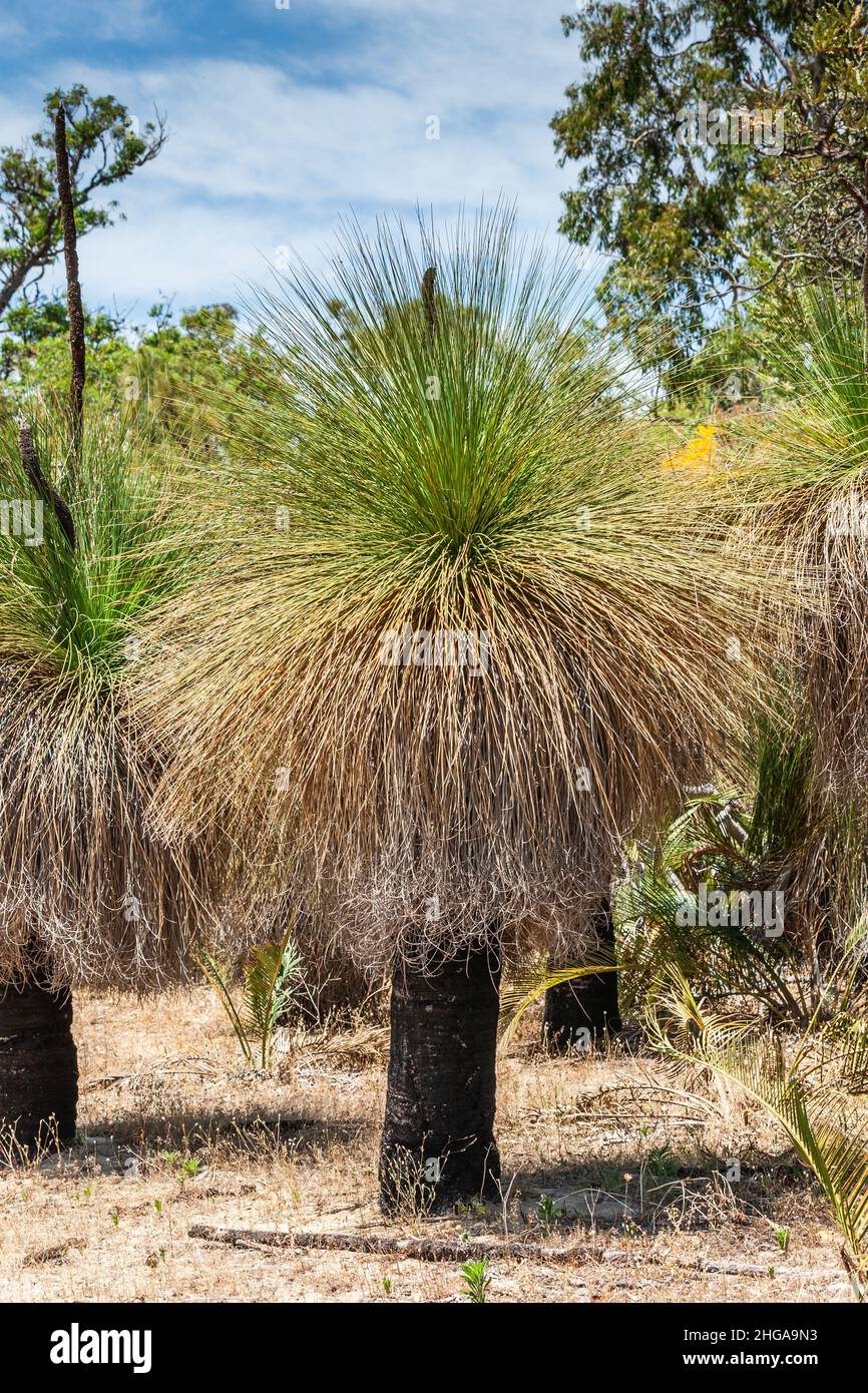 Grass tree hi-res stock photography and images - Alamy