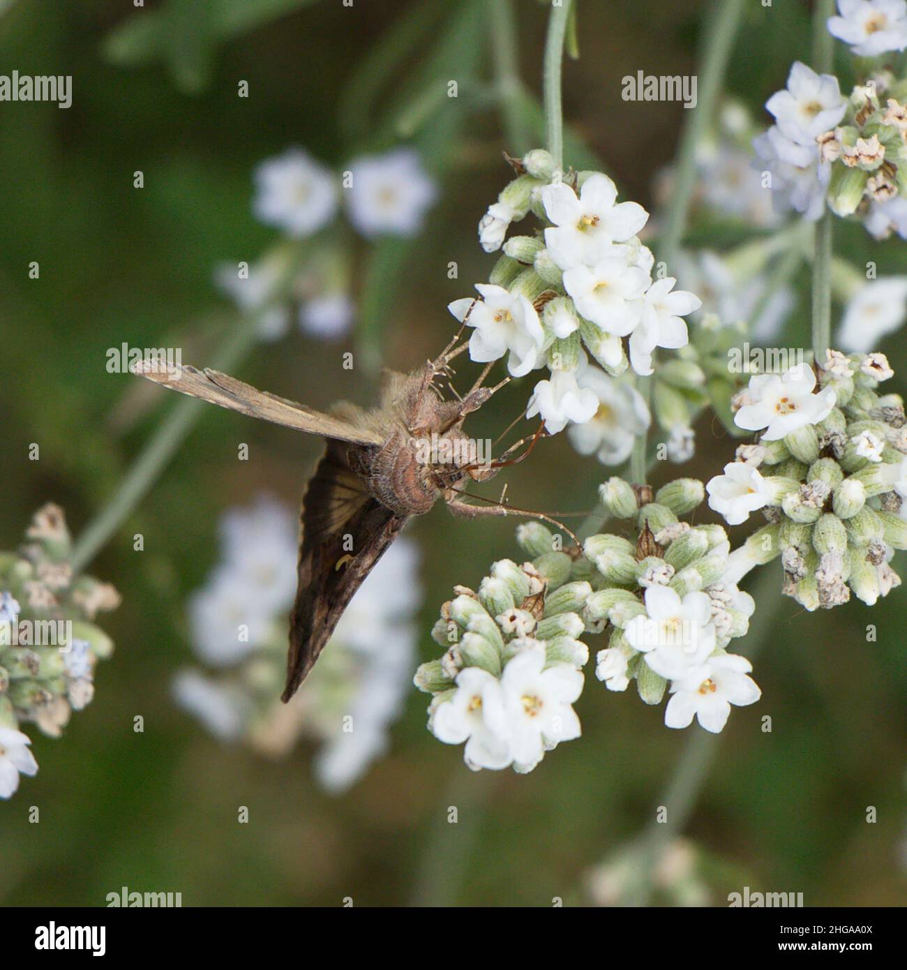 Moth on a flower hi-res stock photography and images - Alamy