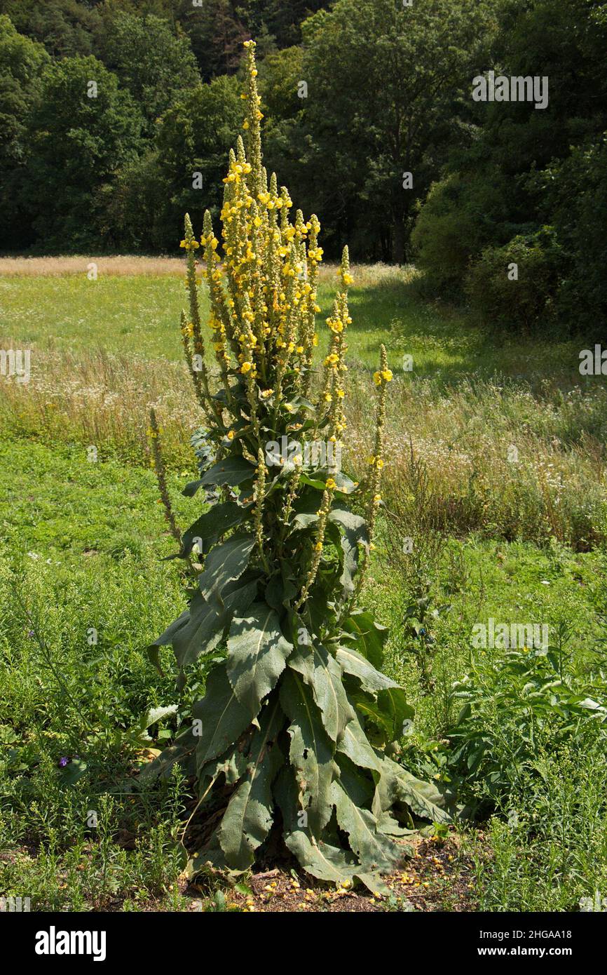 Mullein plant in national hi-res stock photography and images - Alamy