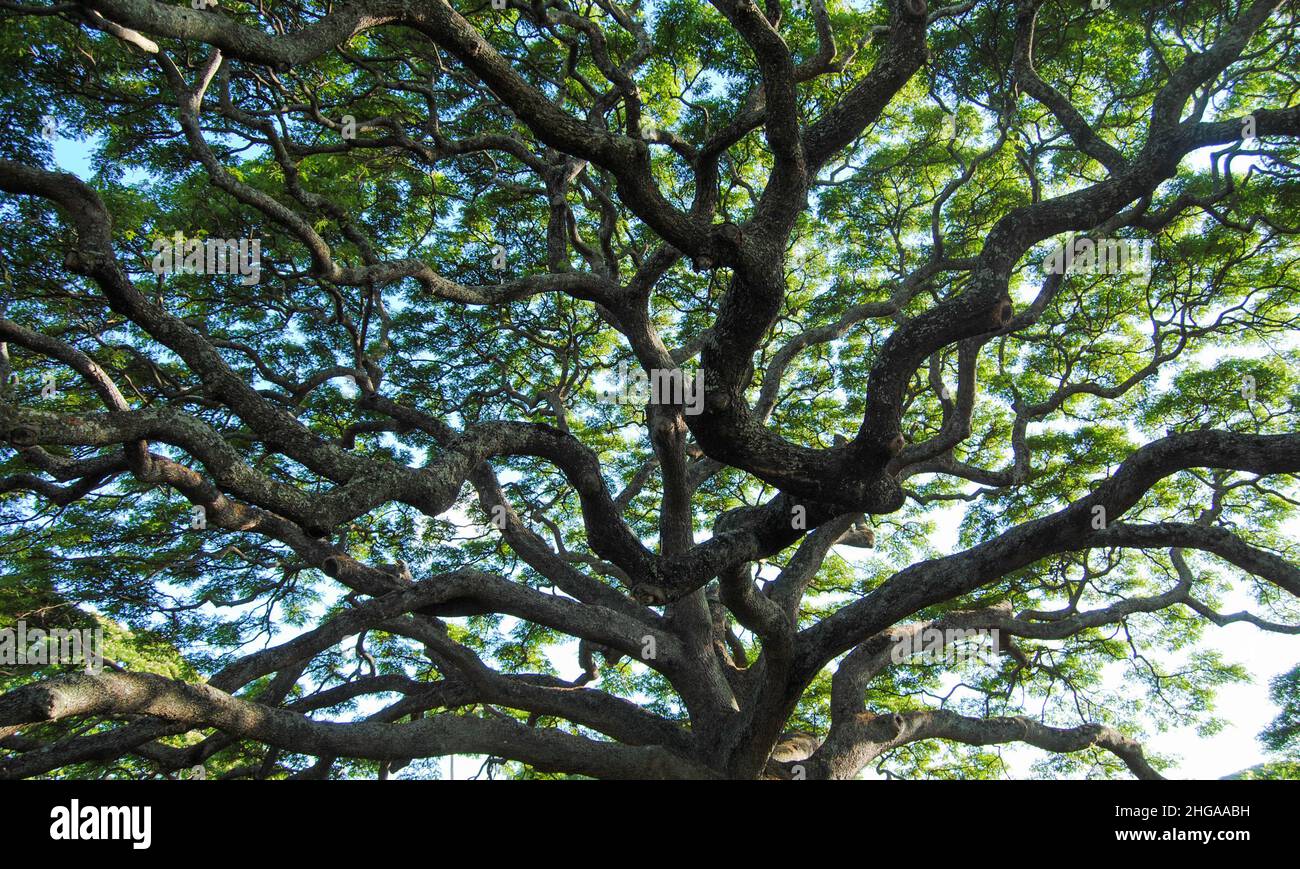 Long tree branches stretch across the picture as the sunlight shines ...