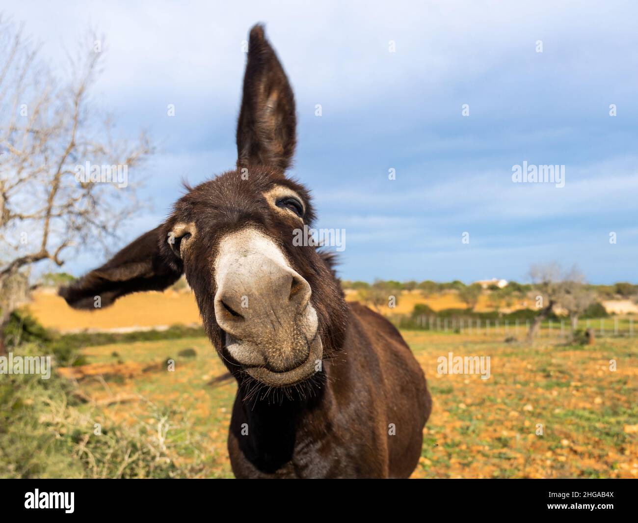 Mallorca animal hi-res stock photography and images - Alamy