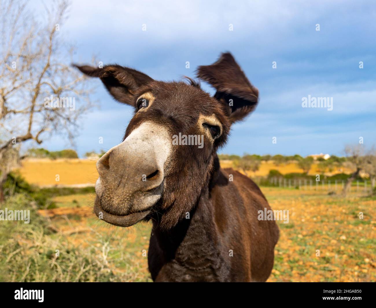 Donkey in Majorca, Mallorca, Balearic Islands, Spain Stock Photo - Alamy