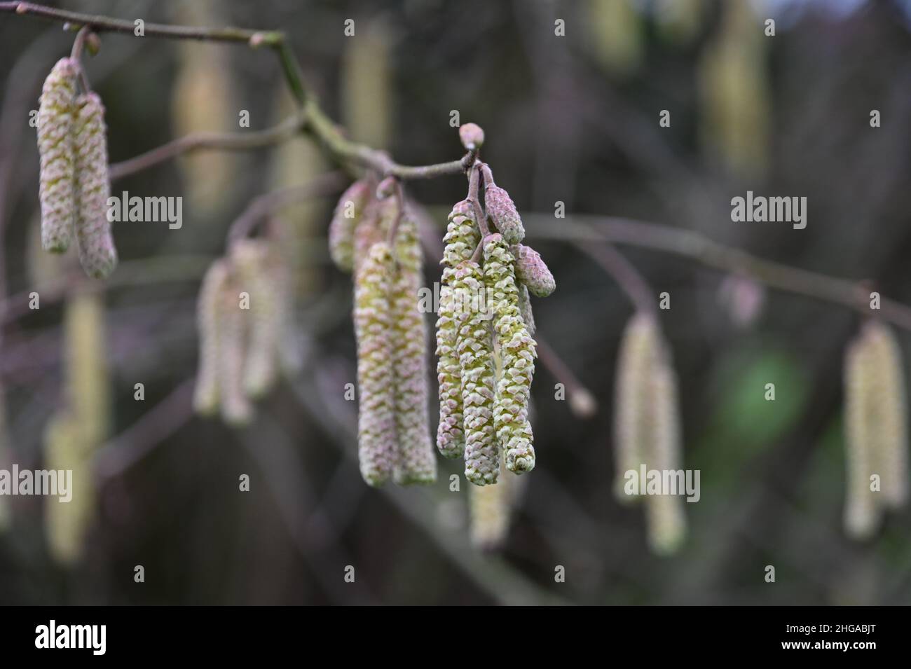Hazel catkins, Corylus avellana, monecious shrubs, the common hazel ...