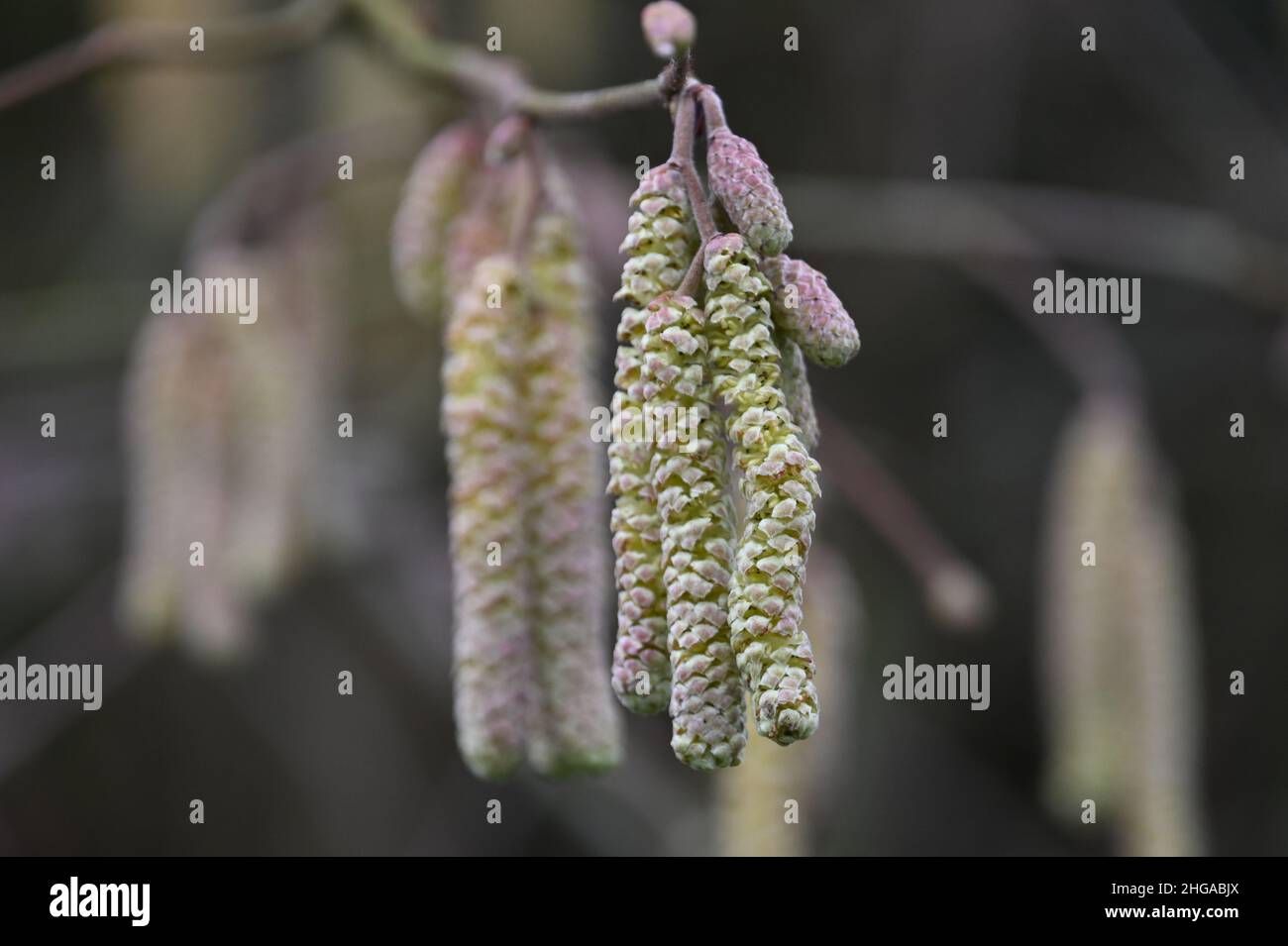Hazel catkins, Corylus avellana, monecious shrubs, the common hazel ...