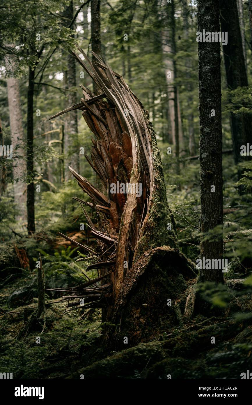 Geographic tree hi-res stock photography and images - Alamy