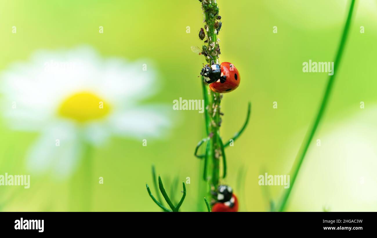 High resolution photo of pest hi-res stock photography and images - Alamy