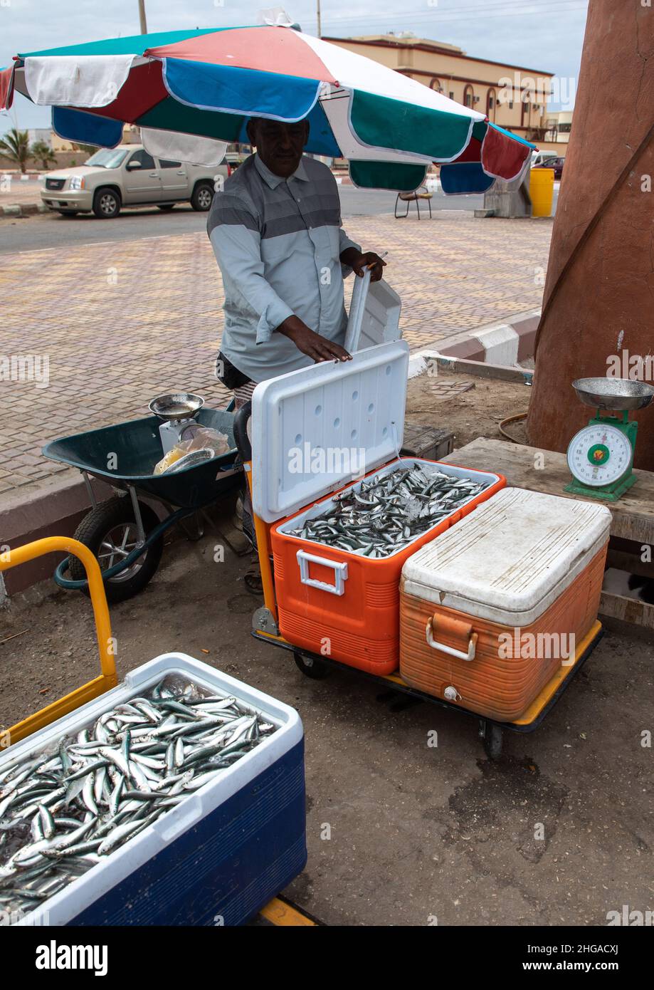 Farasani man selling sardines in the fish market, Jazan Province ...