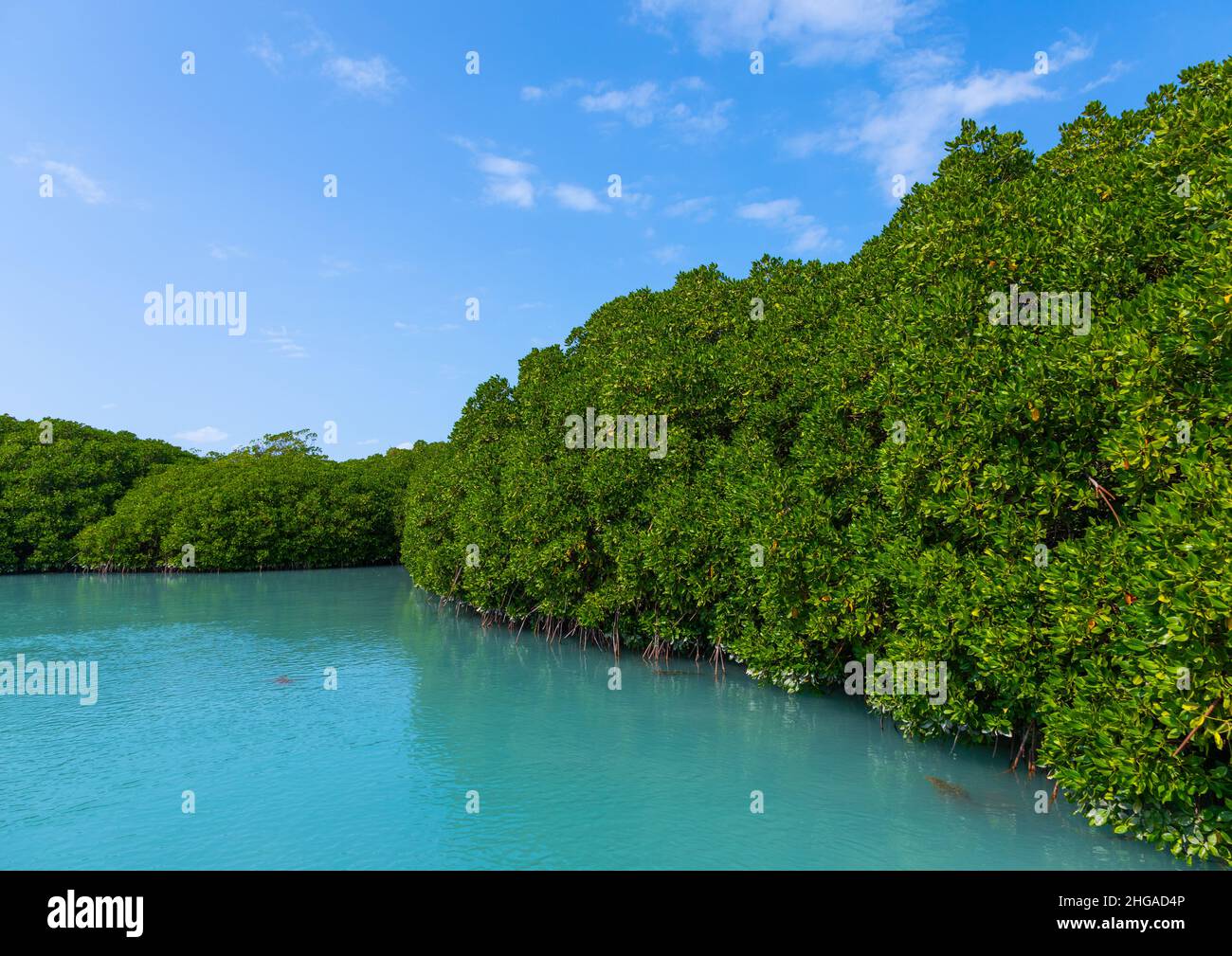 Mangrove in the red sea, Jazan Province, Farasan, Saudi Arabia Stock ...