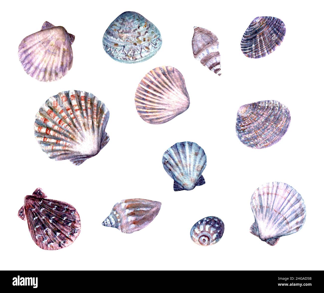 Seashell set watercolor illustration. Watercolour hand drawn sea shells ...