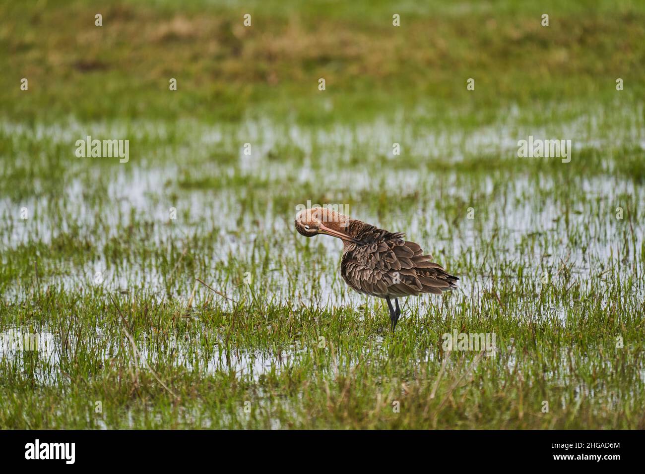 The black tailed godwit, Limosa limosa, is a large shorebird with long ...