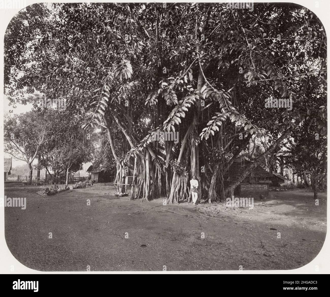 Vintage 19th century photograph - India rubber tree, probably Burma ...