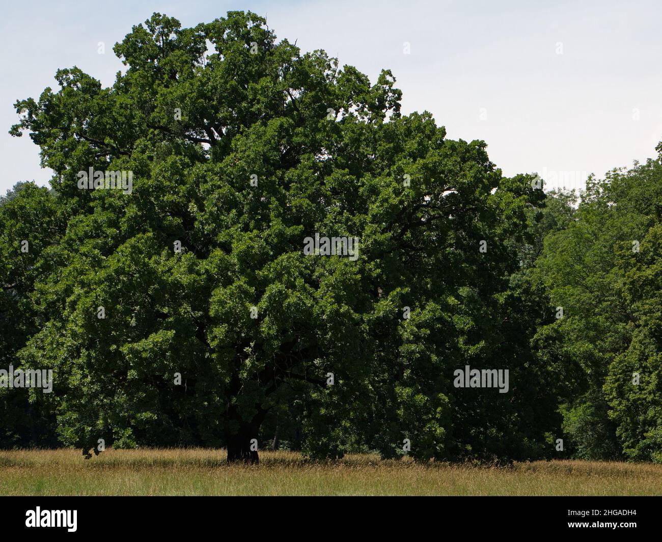 Trees in palace garden Laxenburg near Vienna,Austria,Europe Stock Photo ...