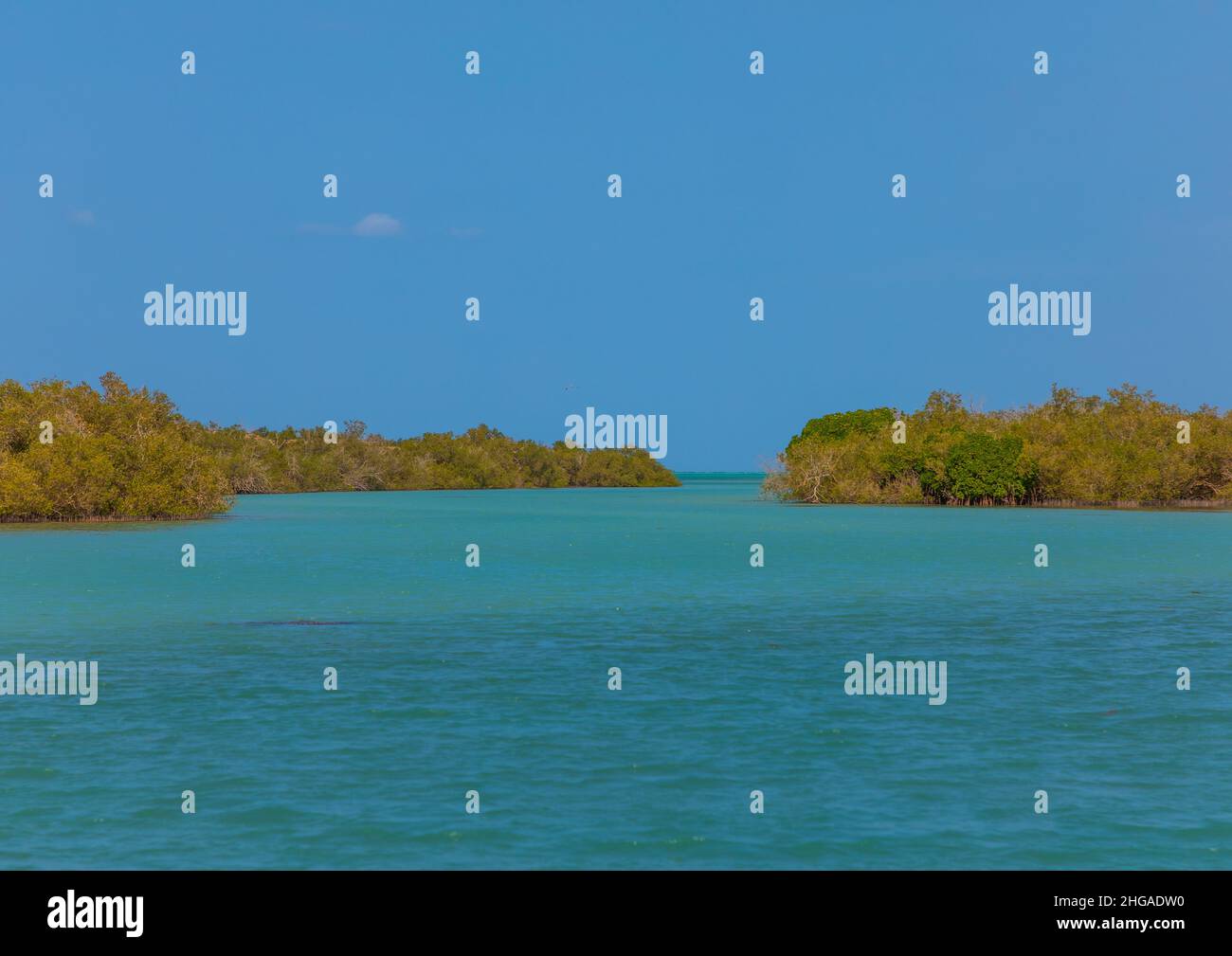 Mangrove in the red sea, Jazan Province, Farasan, Saudi Arabia Stock ...