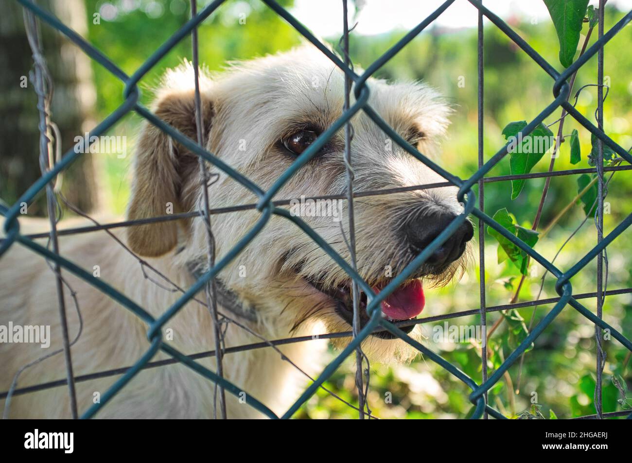 Portrait of a dog with a curious look. Close-up behind a net. An animal ...