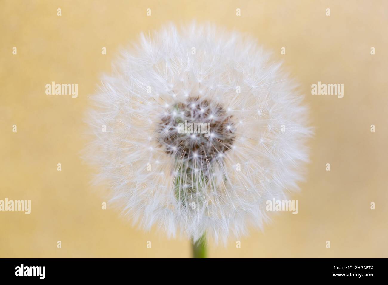 Closed Bud of a dandelion. Dandelion white flower against gold ...