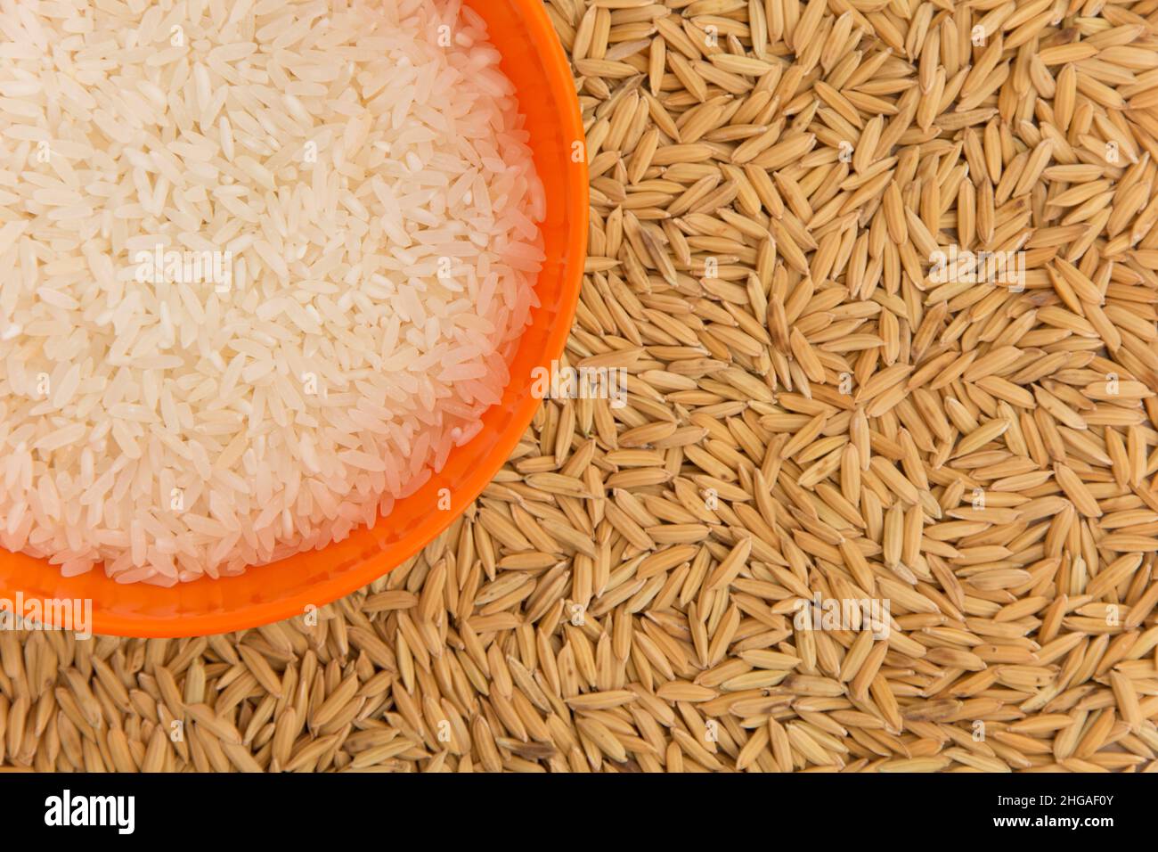 Background or texture of white rice grains and brown paddy rice grains ...