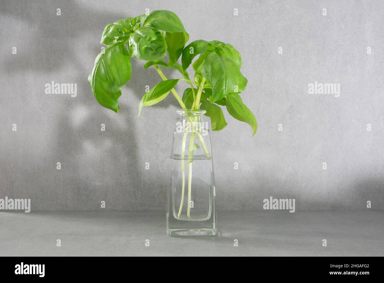 Fresh basil in a glass vase, ingredient for italian cuisine ...