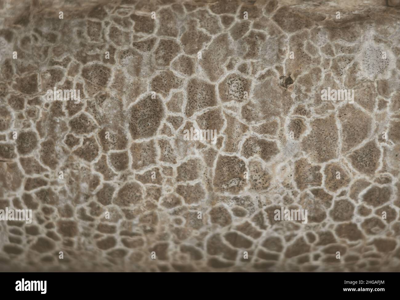 Abstract macro close-up background real nature beauty. Cosmic texture ...