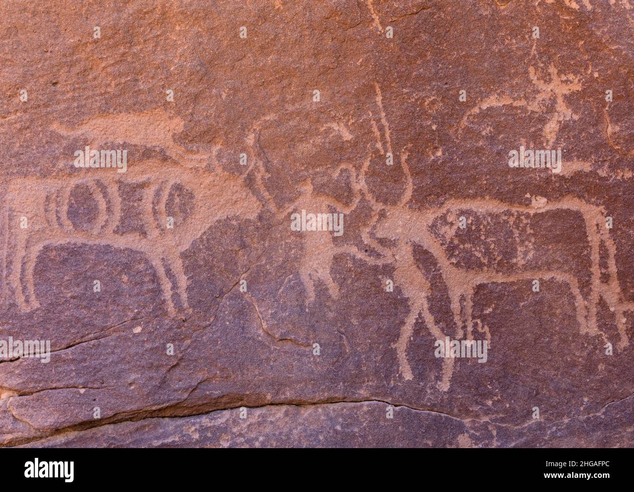 Petroglyphs on a rock depicting cows and men, Najran Province, Thar ...