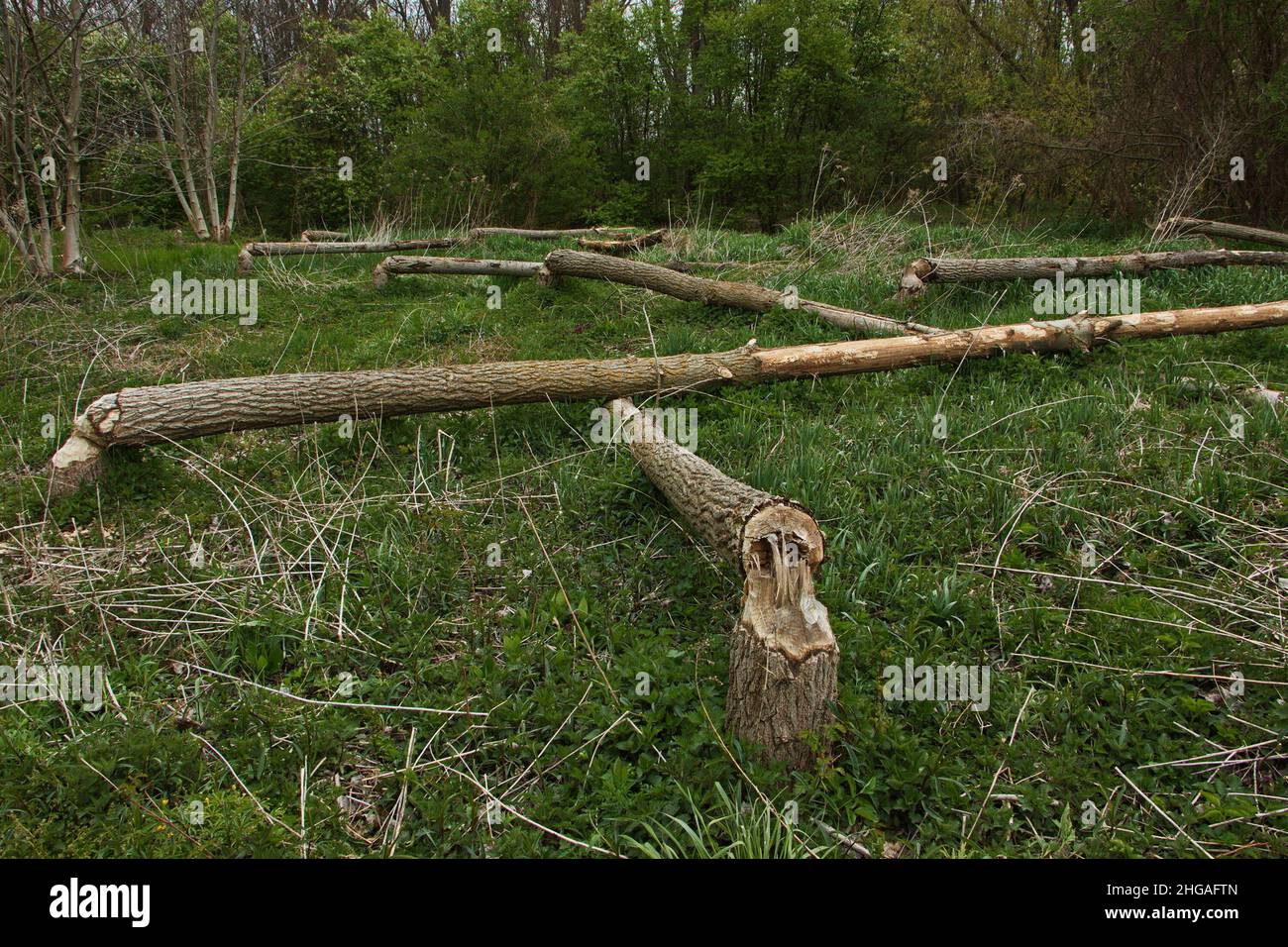 Trees cut by beavers at the river Leitha near Neufeld an der Leitha ...