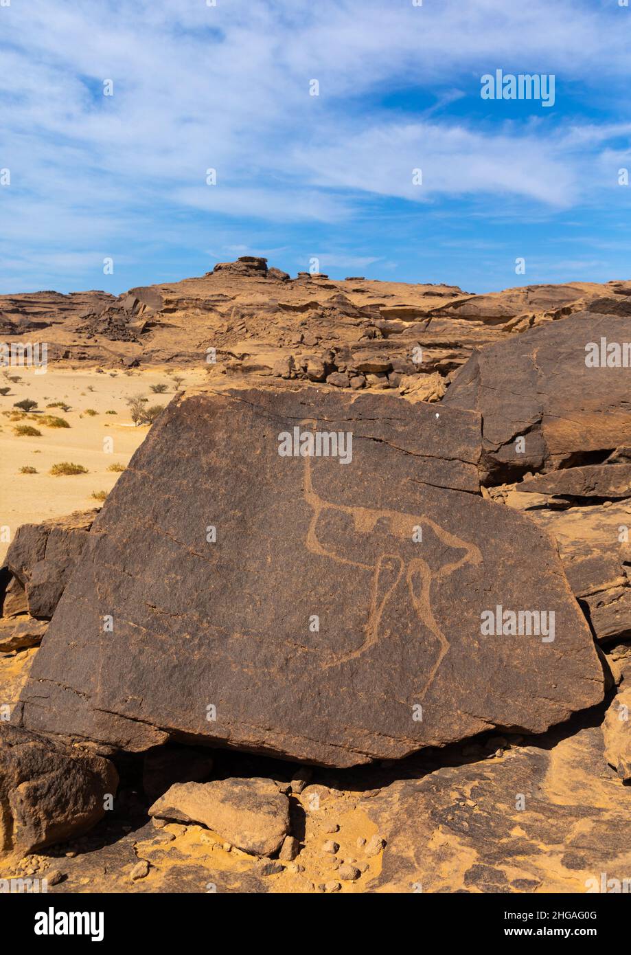 Petroglyphs on a rock depicting an ostrich, Najran Province, Thar ...