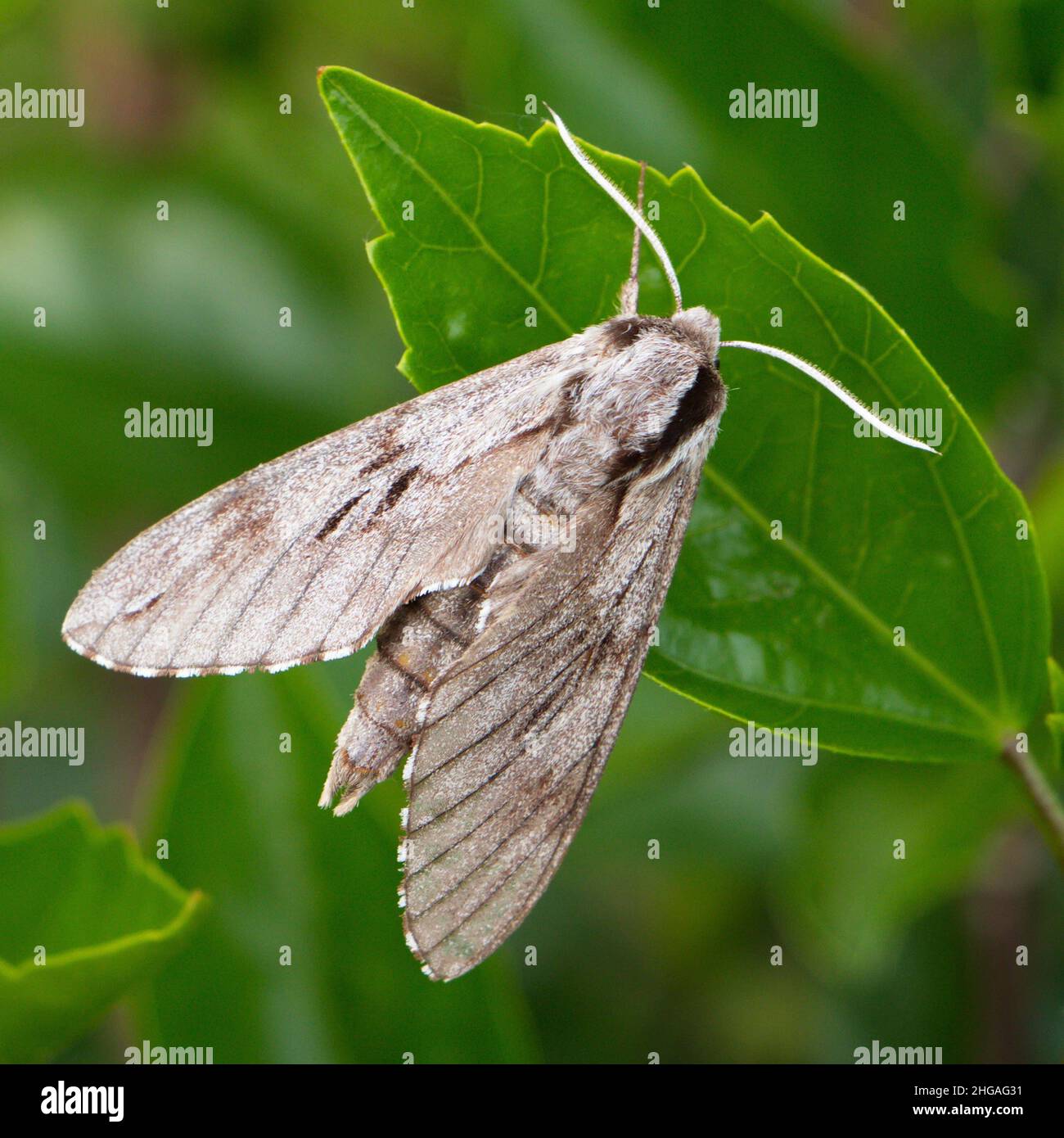 Pine Hawk-Moth in a forest in Austria,Europe Stock Photo - Alamy