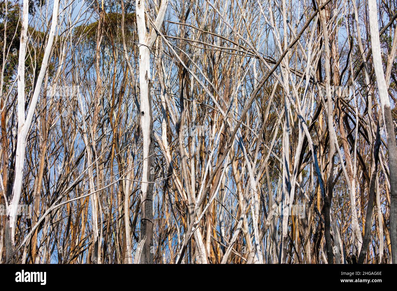 Photograph of trees burnt by severe bushfires in the Snowy Mountains in ...