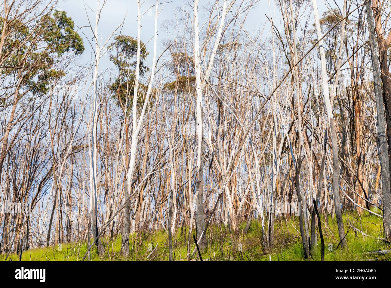 Photograph of trees burnt by severe bushfires in the Snowy Mountains in ...