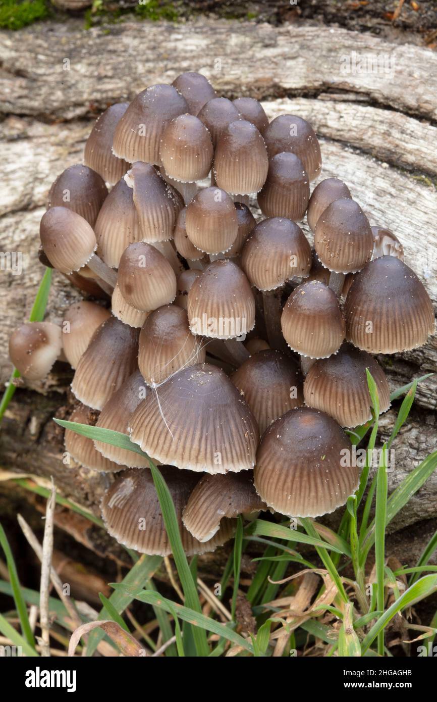 Close-up natural environmental portrait of fungi as symbols of life ...