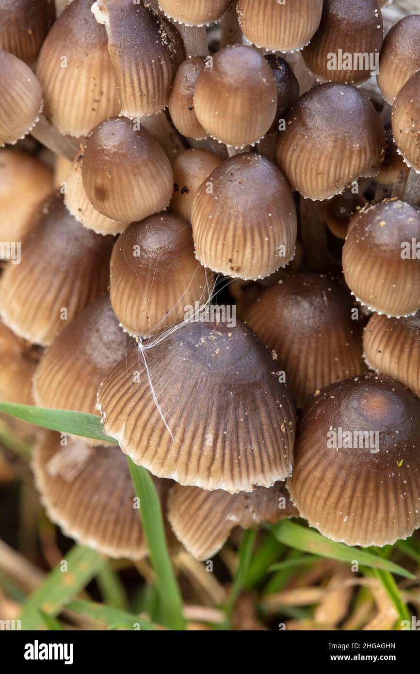 Close-up natural environmental portrait of fungi as symbols of life, death, decomposition and ...