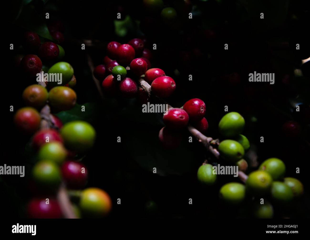 Coffee beans on plantation, Jizan Province, Faifa Mountains, Saudi ...