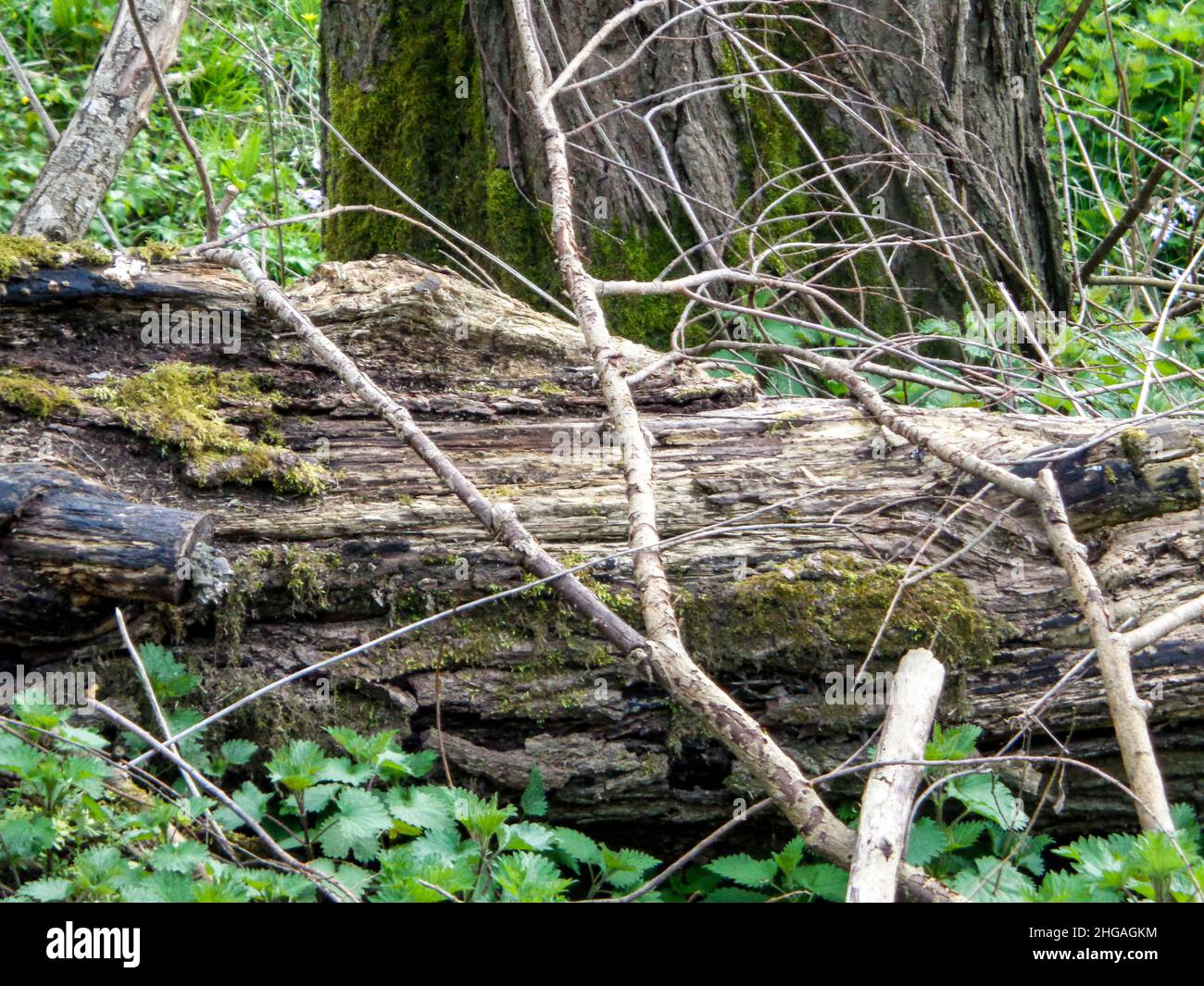 Patterns and textures in nature, intimate landscape of tree patterns ...