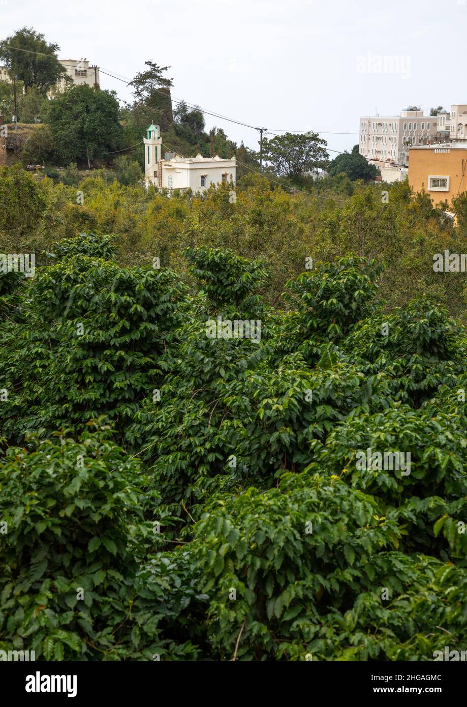 Yemen coffee hi-res stock photography and images - Alamy