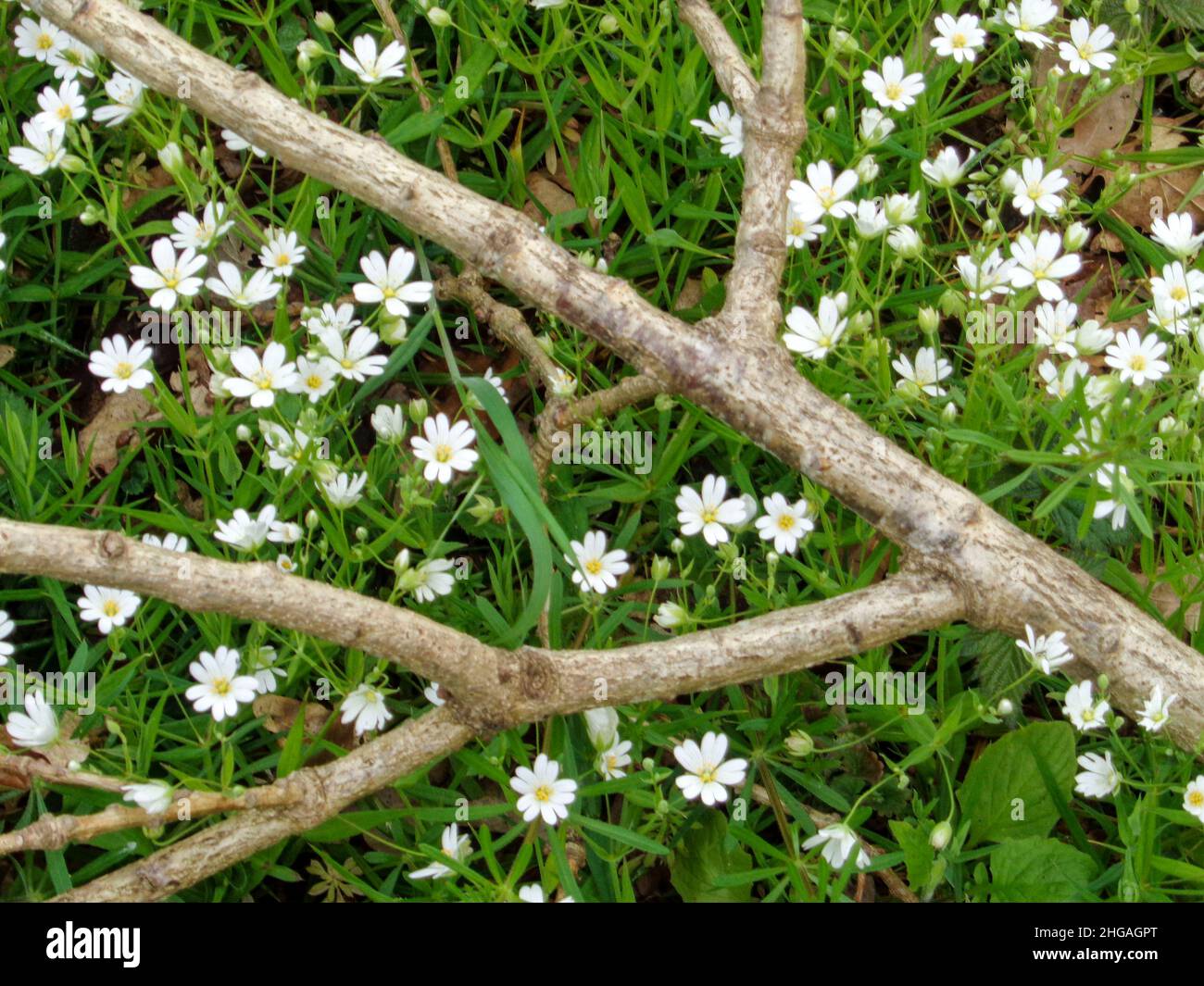 Patterns and textures in nature, intimate landscape of tree patterns ...