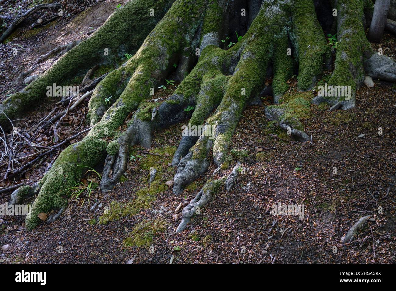 Tree roots with moss Stock Photo - Alamy