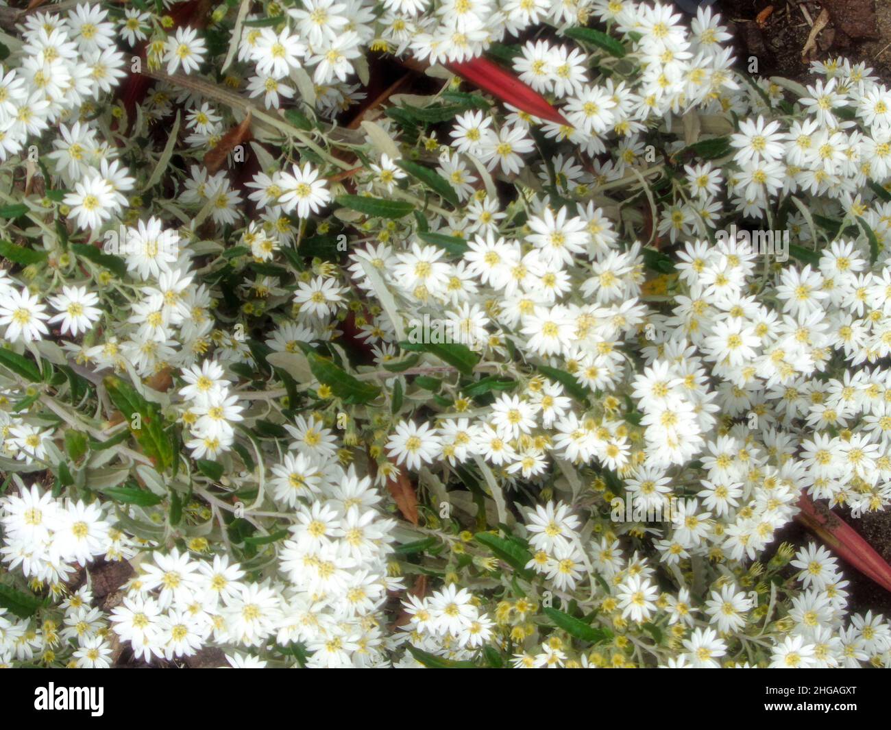 Choas, abstract patterns and textures in nature and the environment ...