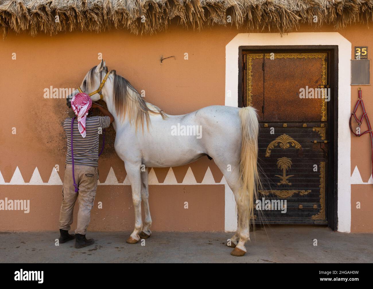 Saudi man with Arabian horse in Alhazm stud, Najran Province, Khubash ...