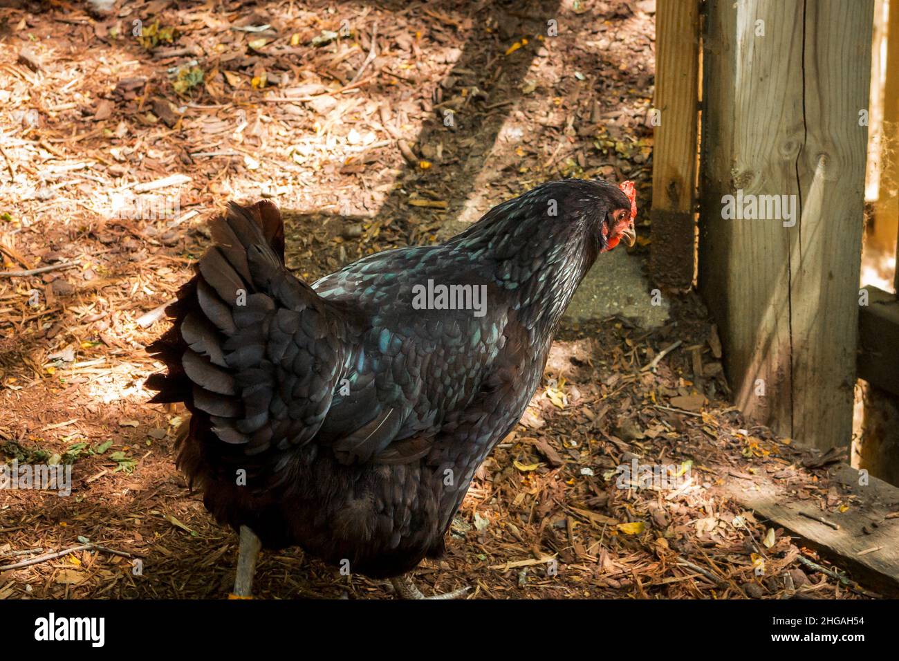 Chicken roaming around at a petting zoo Stock Photo - Alamy