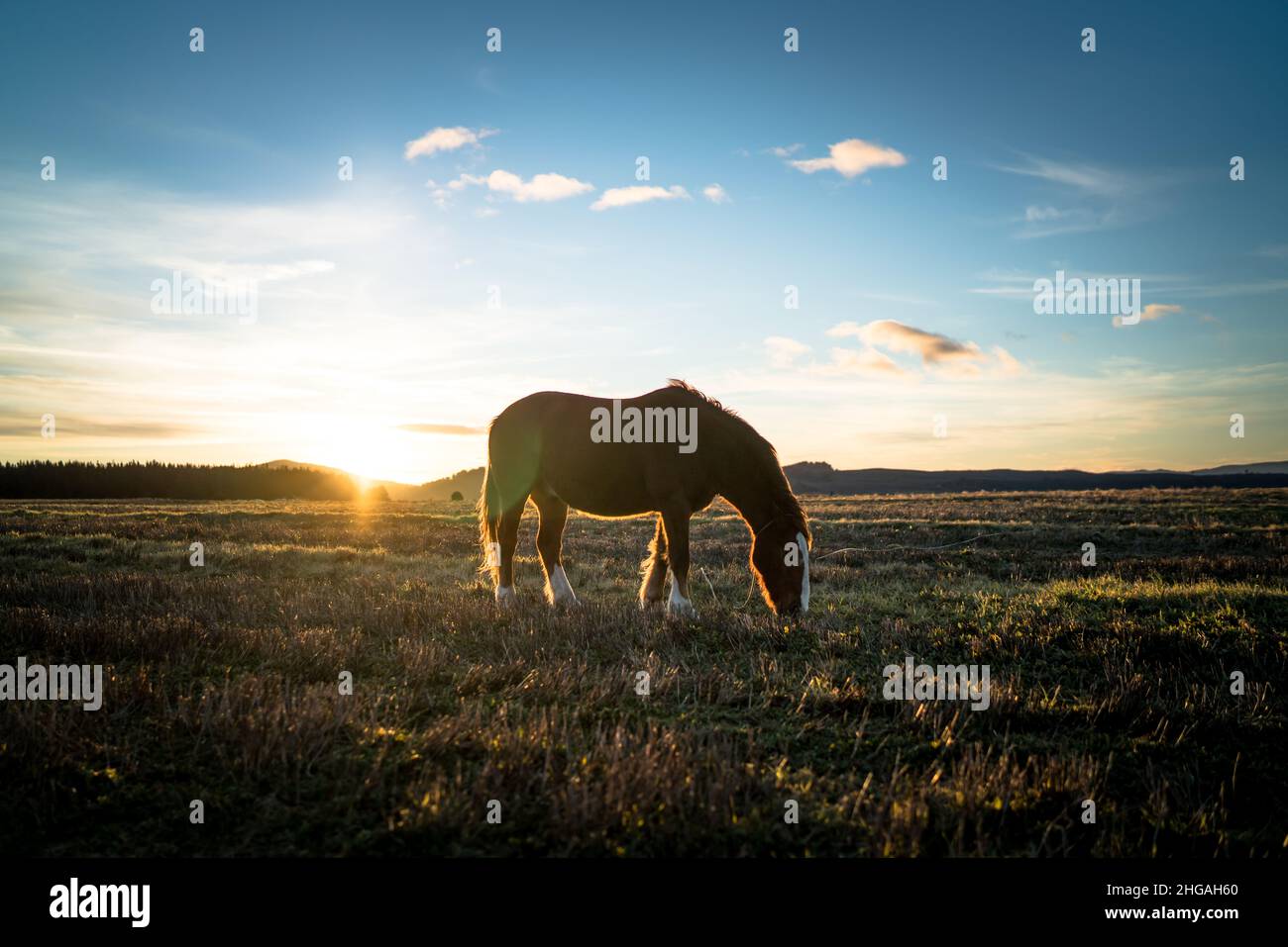 Local horse farm in hi-res stock photography and images - Alamy