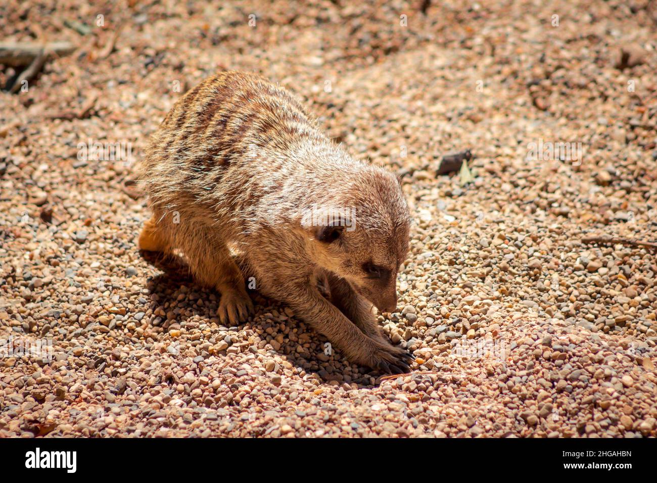 Meerkat digging for bugs in the sand at the zoo Stock Photo - Alamy