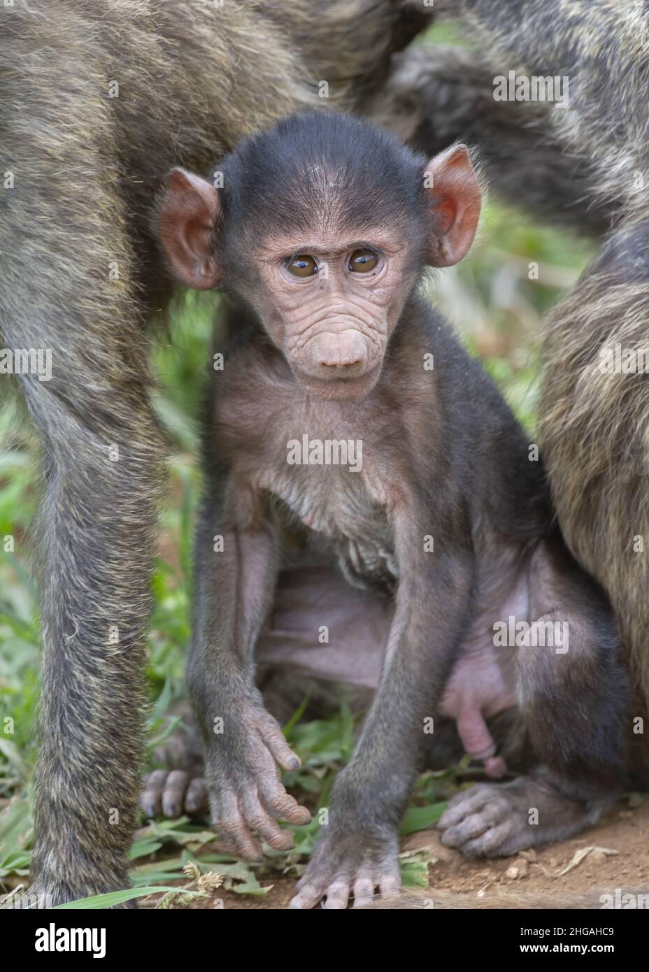 Olive Baboon Baby