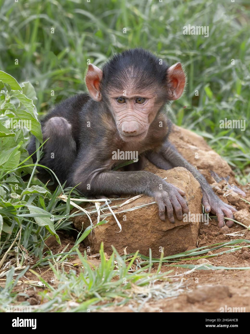 Olive Baboon Baby