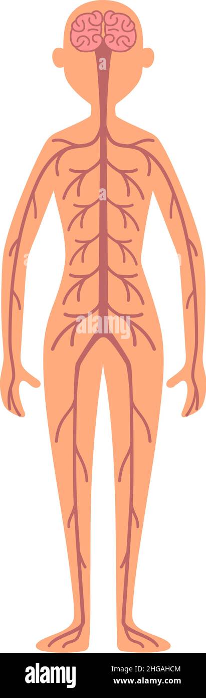Female anatomy diagram hi-res stock photography and images - Alamy