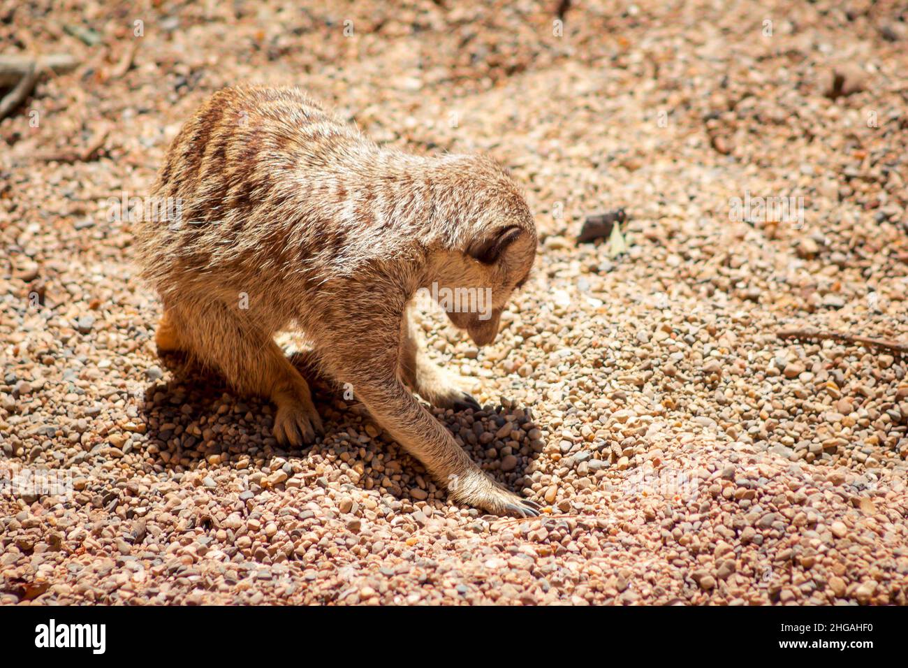 Meerkat digging for insects in the sand at the zoo Stock Photo - Alamy