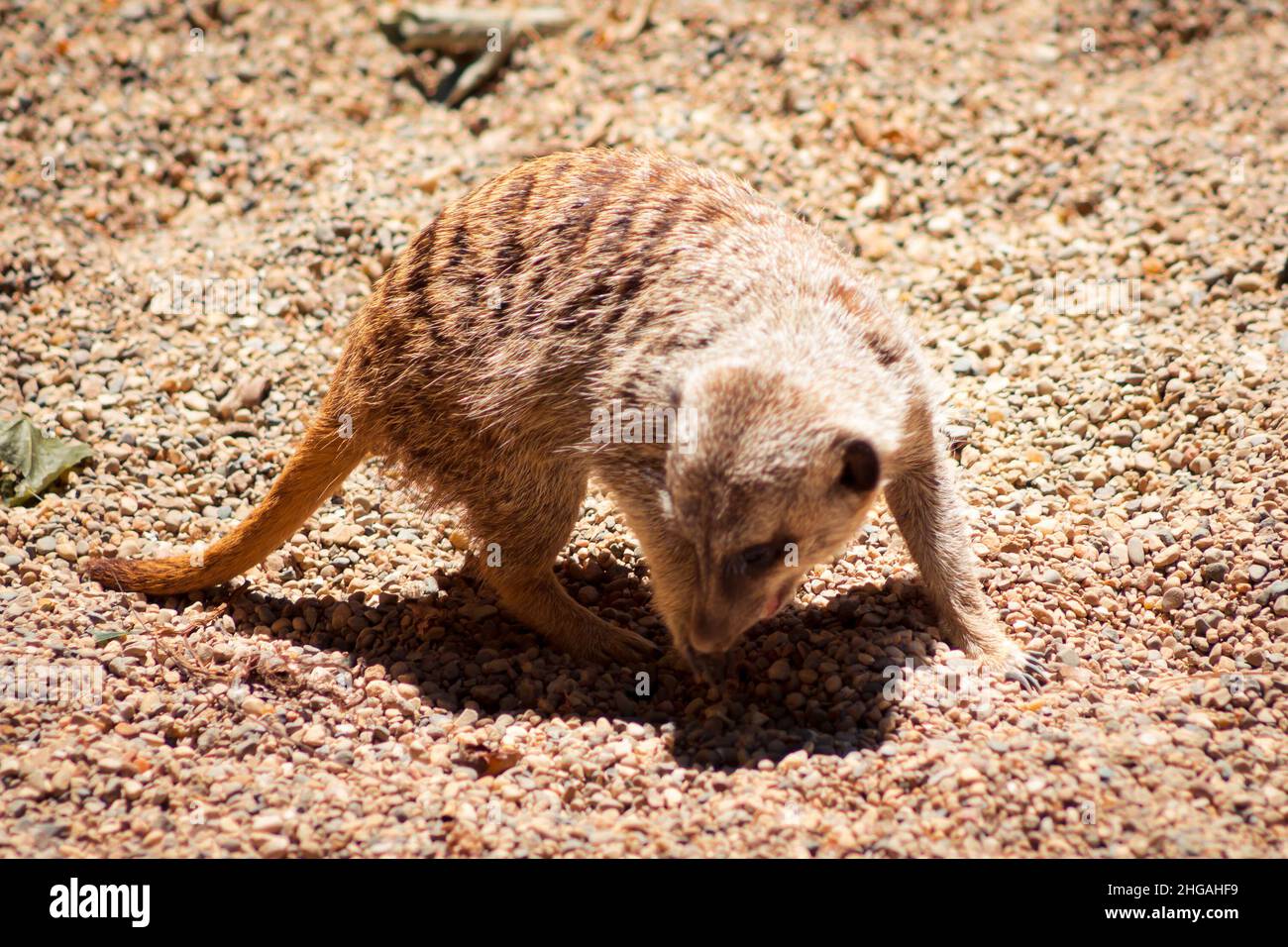 Meerkat digging for insects in the sand Stock Photo - Alamy