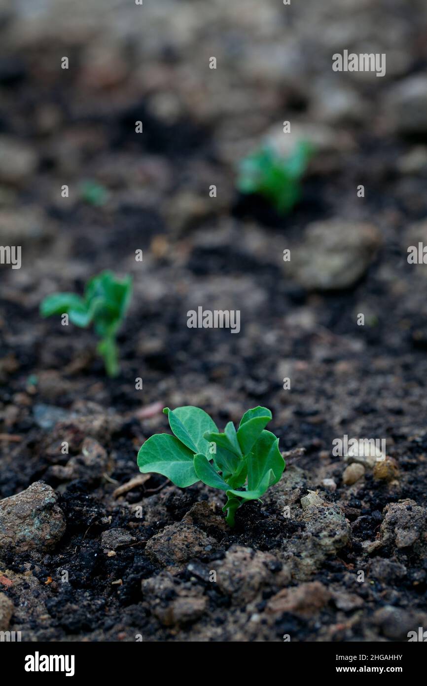 Small green pea growing hi-res stock photography and images - Alamy