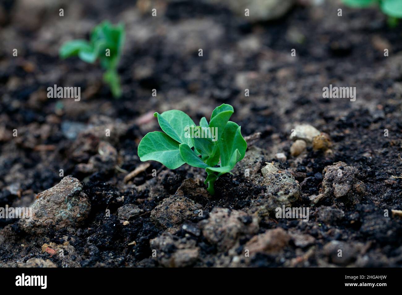 Pea seedling hi-res stock photography and images - Alamy